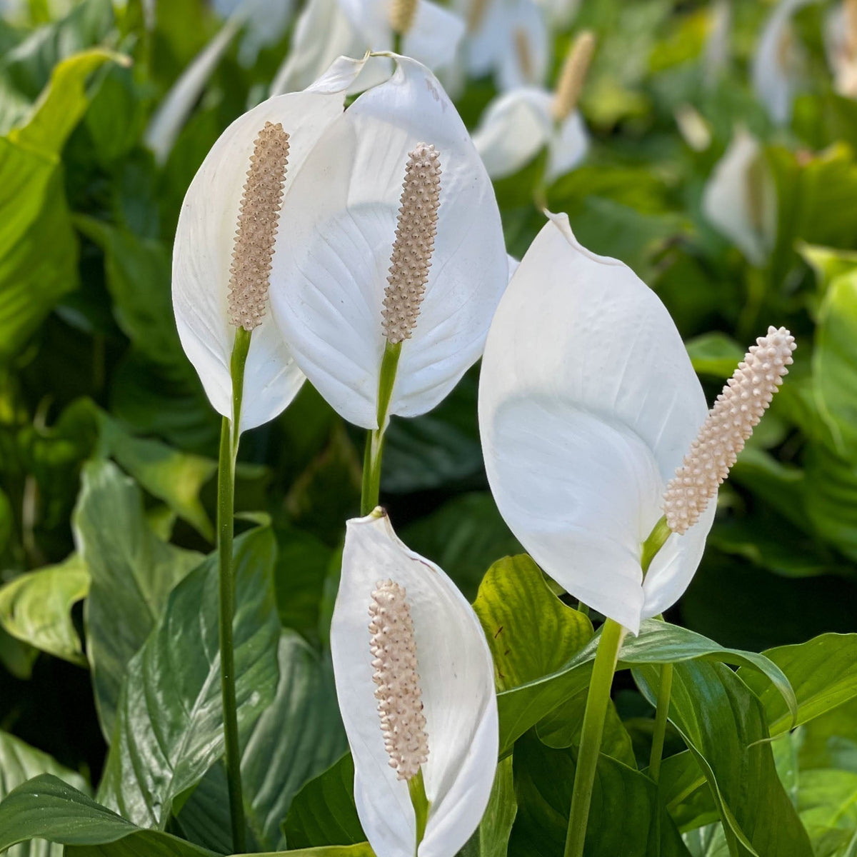 Crinul Păcii (Spathiphyllum): Ghidul Complet pentru Îngrijire și Benef ...